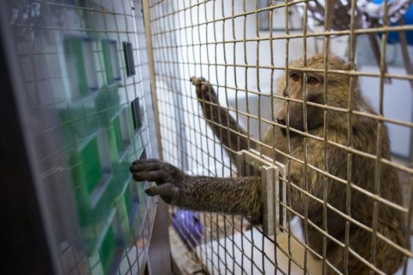 Current Projects – Cognitive Origins Lab – UW–Madison